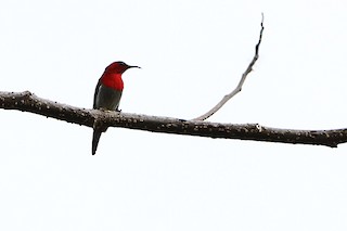 Javan Sunbird - Aethopyga mystacalis - Birds of the World