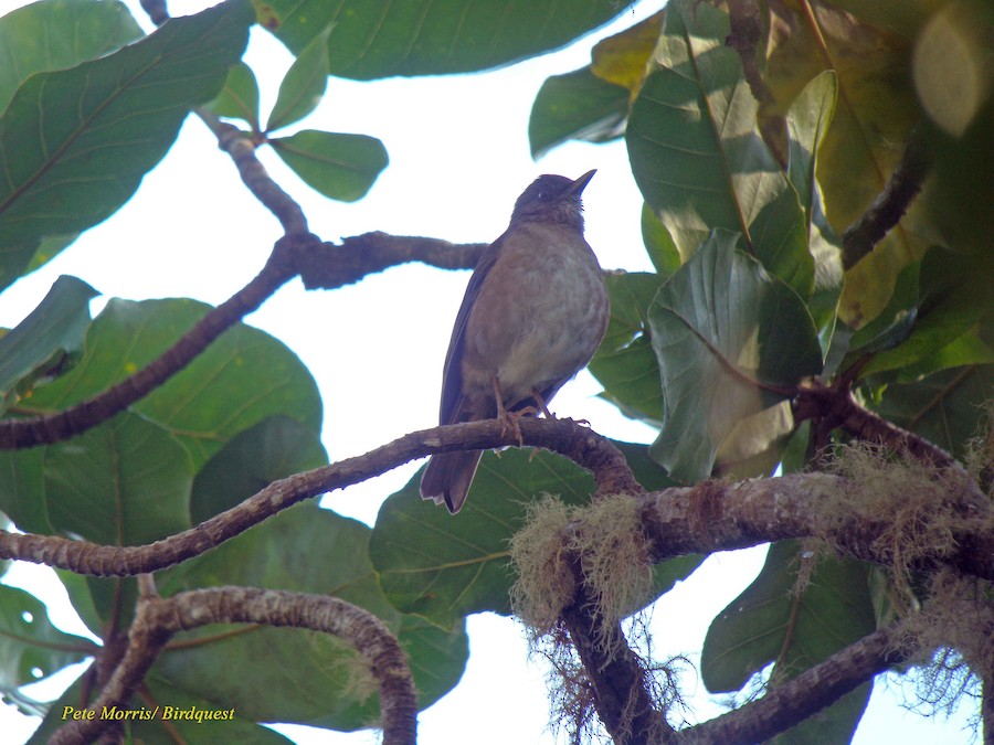 Comoro Thrush - eBird