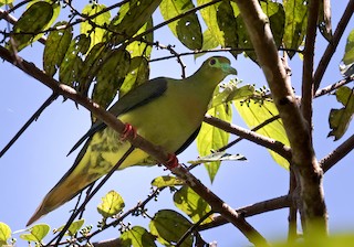 Green-spectacled Green-Pigeon - Treron oxyurus - Birds of the World