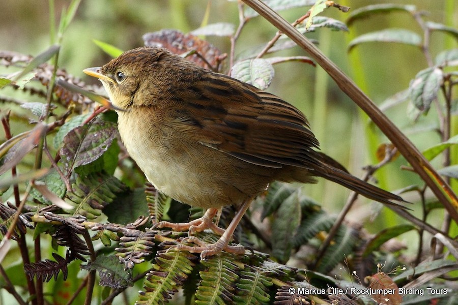 Papuan Grassbird - eBird