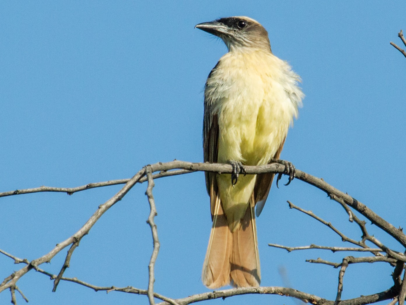 Baird's Flycatcher - eBird
