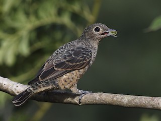 Blue Cotinga - Cotinga nattererii - Birds of the World