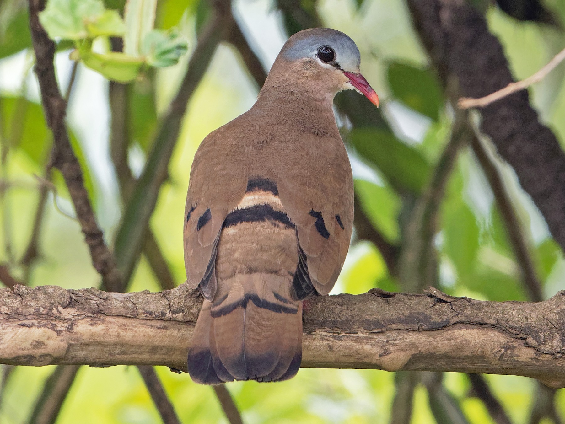 Blue-spotted Wood-Dove - eBird