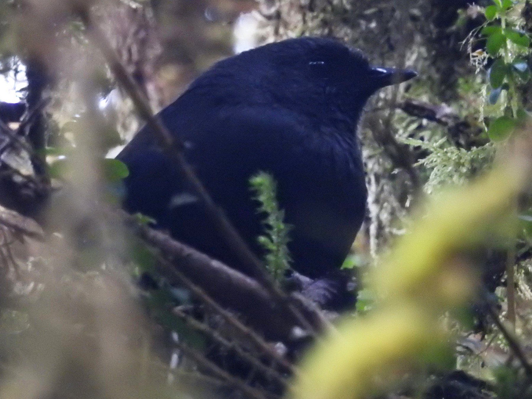 Large-footed Tapaculo - eBird