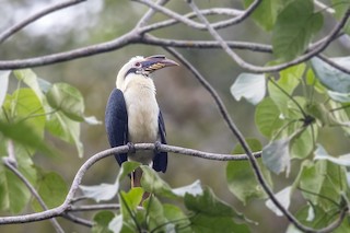 Samar Hornbill - Penelopides samarensis - Birds of the World