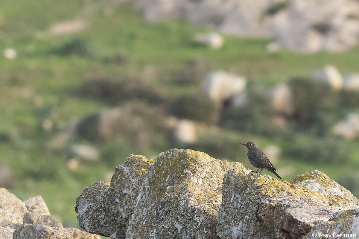 Israel Breeding Bird Atlas Checklist - 11 Mar 2020 - Tel Krayot==תל ...