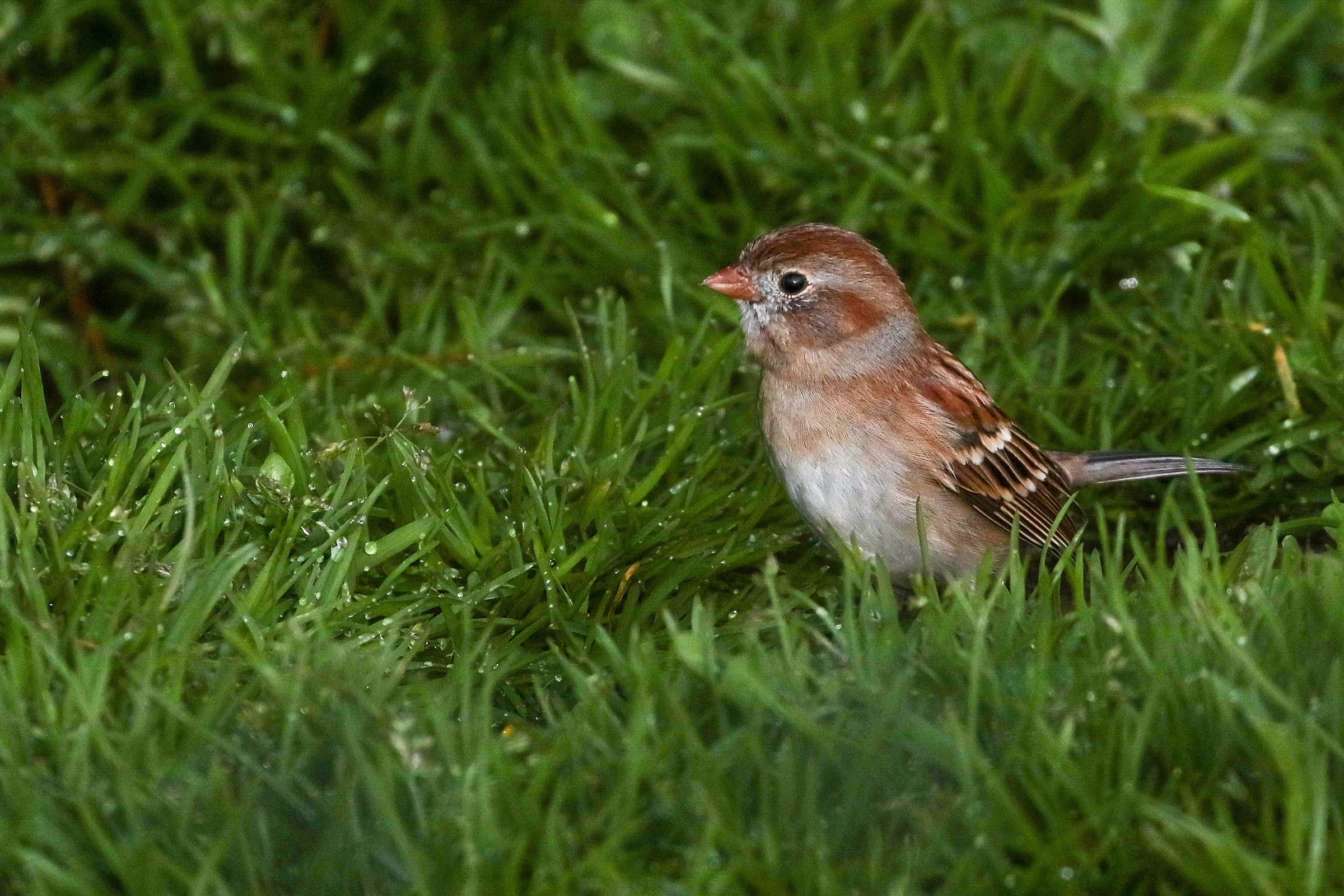 Birds of Union County, NC