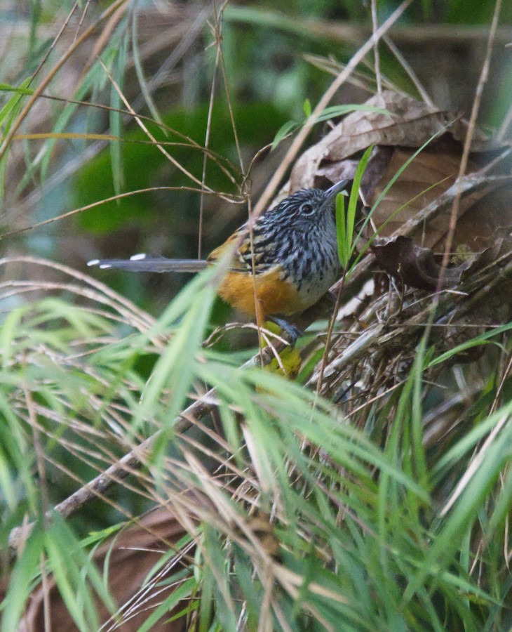 East Andean Antbird - eBird