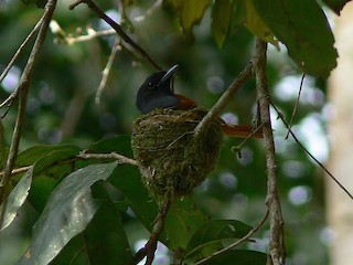 Bates's Paradise-Flycatcher - Terpsiphone batesi - Birds of the World