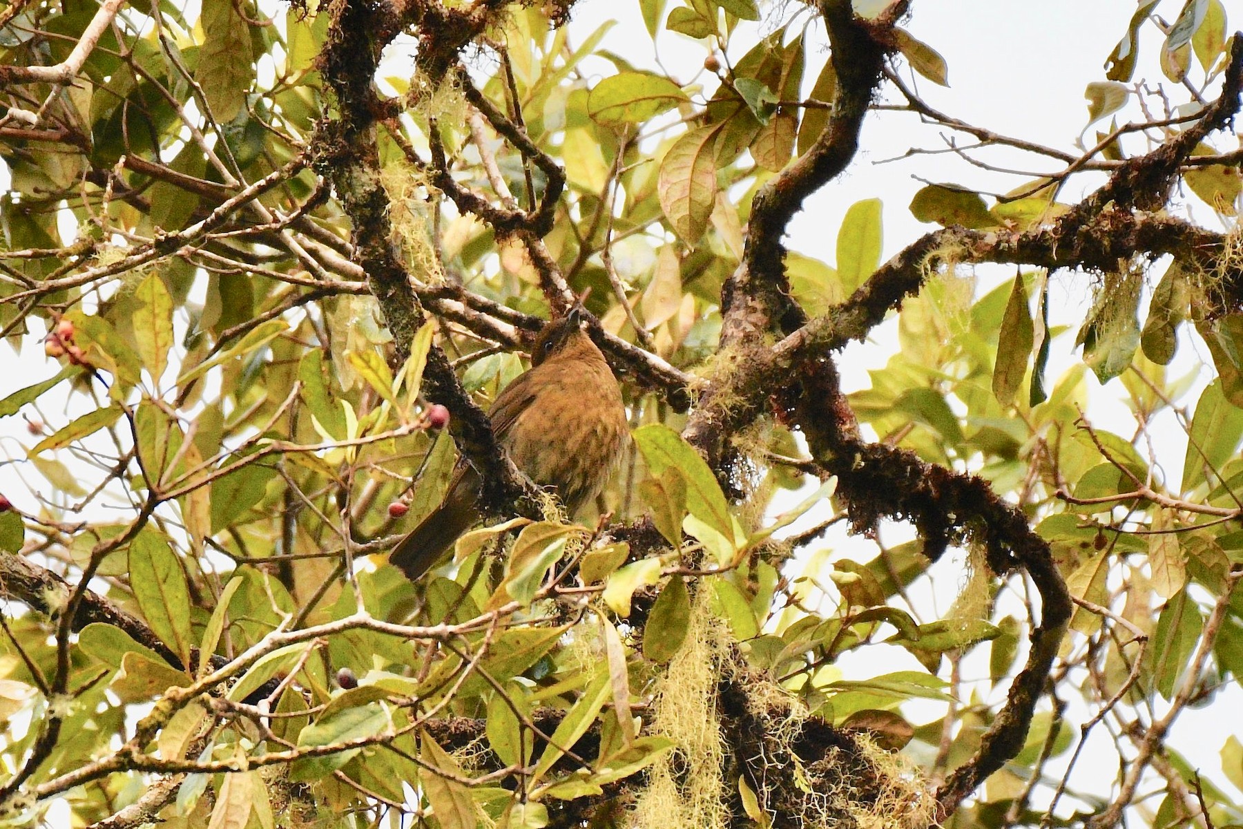 MacGregor's Bowerbird - eBird
