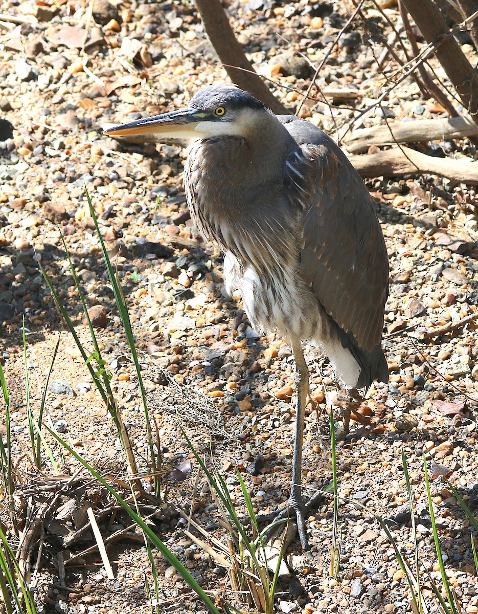 eBird Checklist - 2 Apr 2020 - Old Bynum Bridge - 39 species