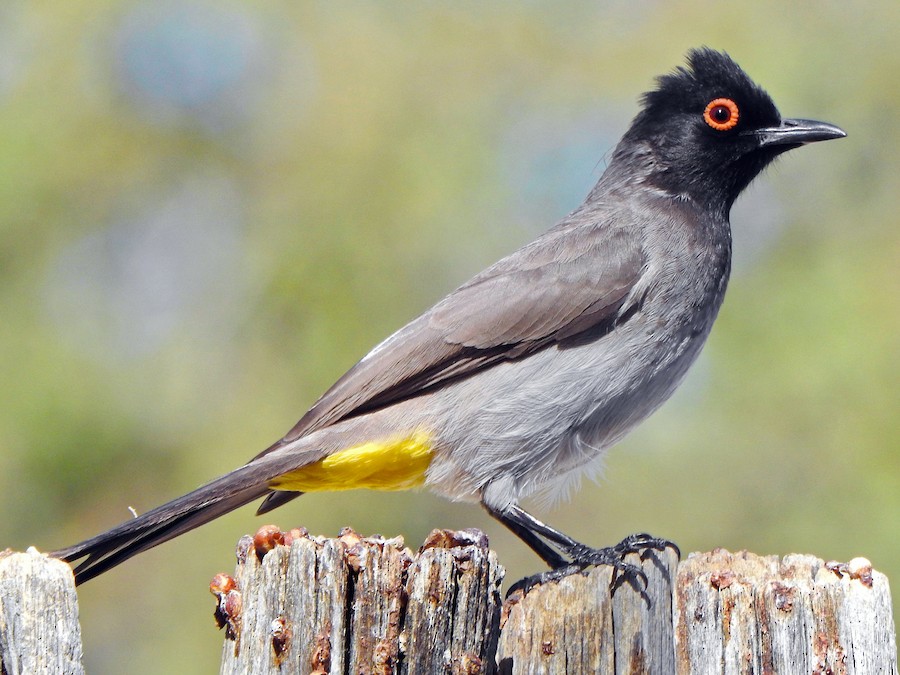 Bulbul encapuchado - eBird