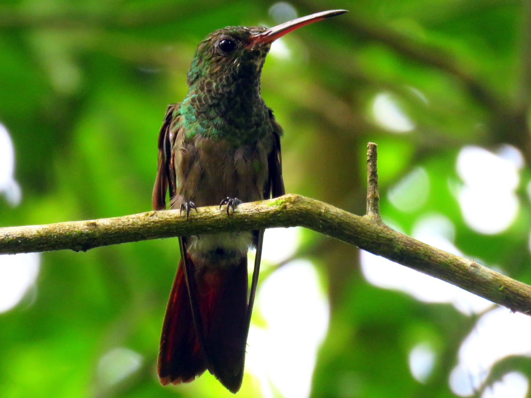 Rufous-tailed Hummingbird - eBird