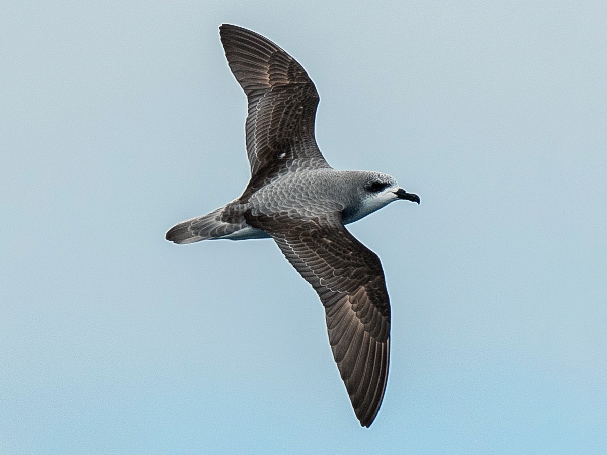 Pycroft's Petrel - eBird