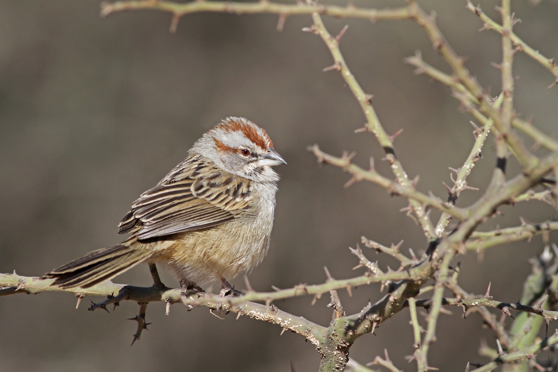 Stripe-capped Sparrow - eBird