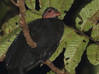 Red-legged Brushturkey - Talegalla jobiensis - Birds of the World