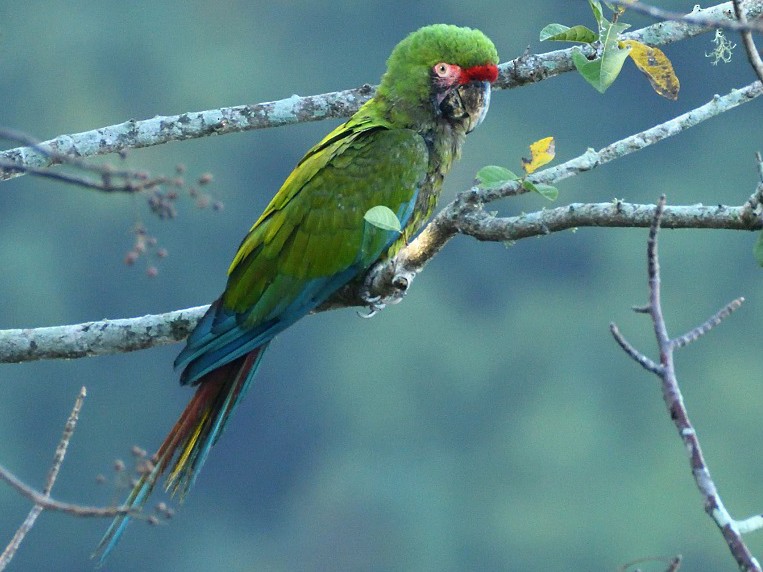 Military Macaw - eBird