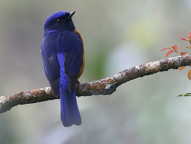 Rufous-vented Niltava - eBird