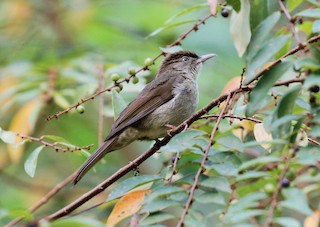 Buff-vented Bulbul - Iole crypta - Birds of the World