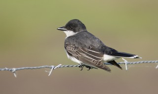Eastern Kingbird - Tyrannus tyrannus - Birds of the World