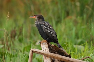 Long-tailed Cormorant - Microcarbo africanus - Birds of the World