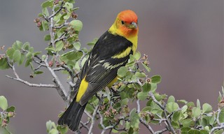 Western Tanager - Piranga ludoviciana - Birds of the World