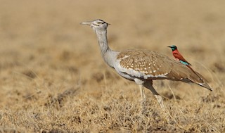 Arabian Bustard - Ardeotis arabs - Birds of the World