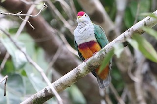 Beautiful Fruit-Dove - Ptilinopus pulchellus - Birds of the World