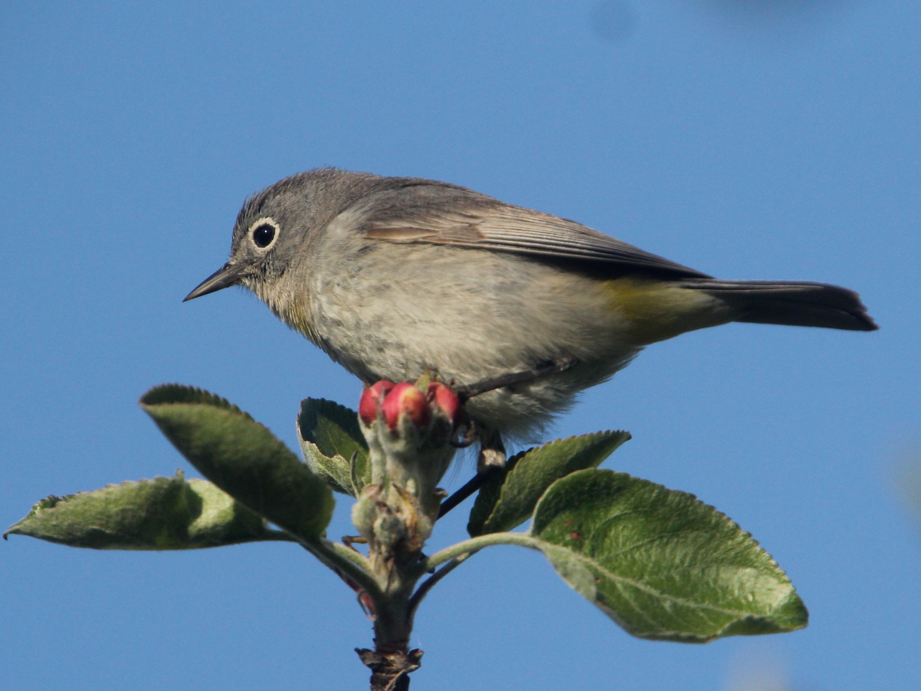 Virginia's Warbler - eBird