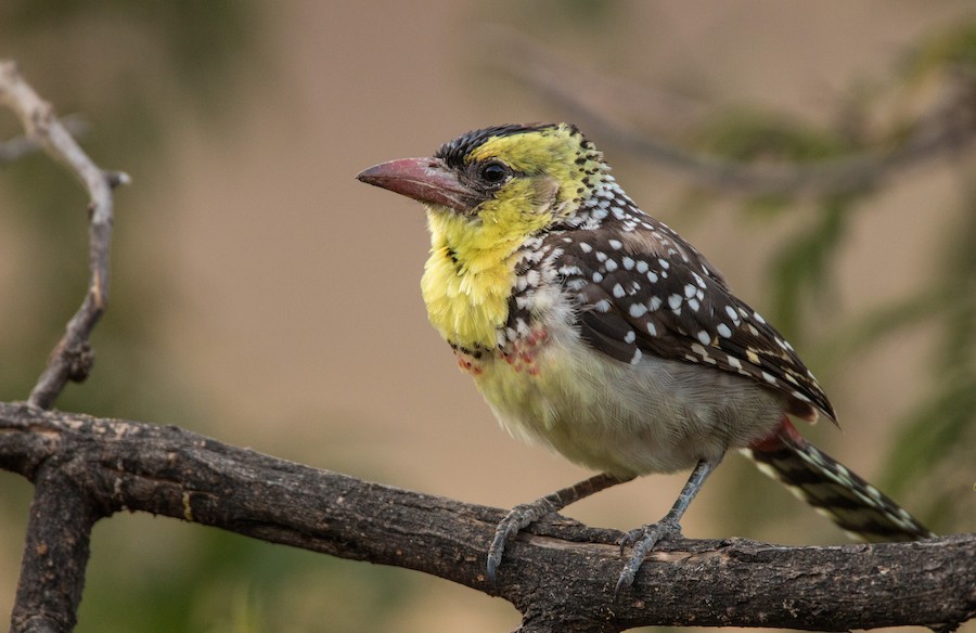 Yellow-breasted Barbet - eBird
