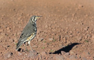 Groundscraper Thrush - Psophocichla litsitsirupa - Birds of the World