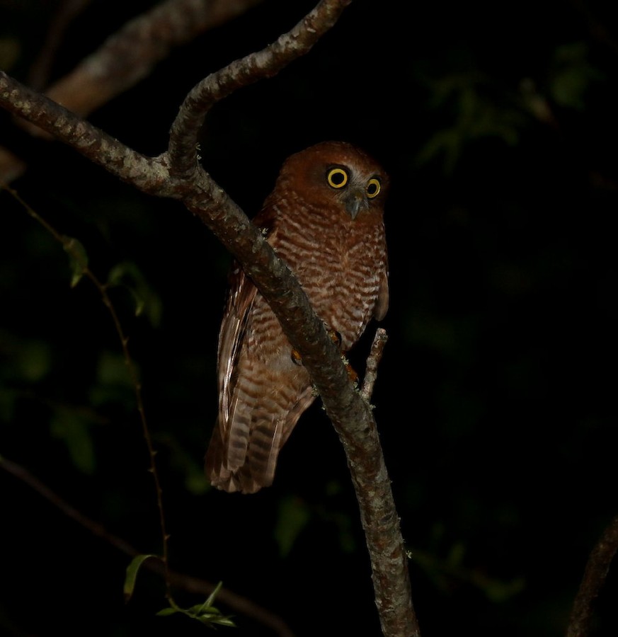 Christmas Island Boobook - eBird