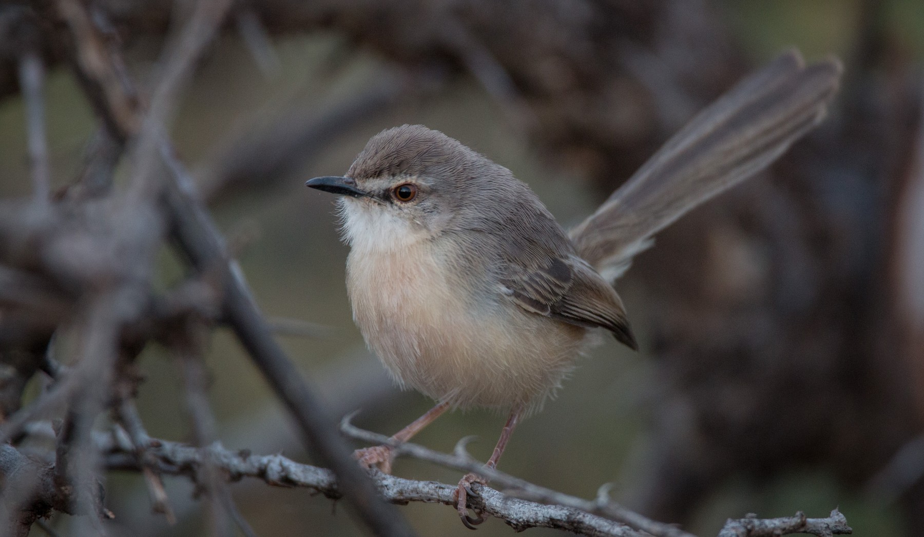 Pale Prinia - eBird