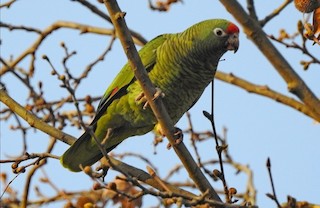Tucuman Parrot - Amazona tucumana - Birds of the World