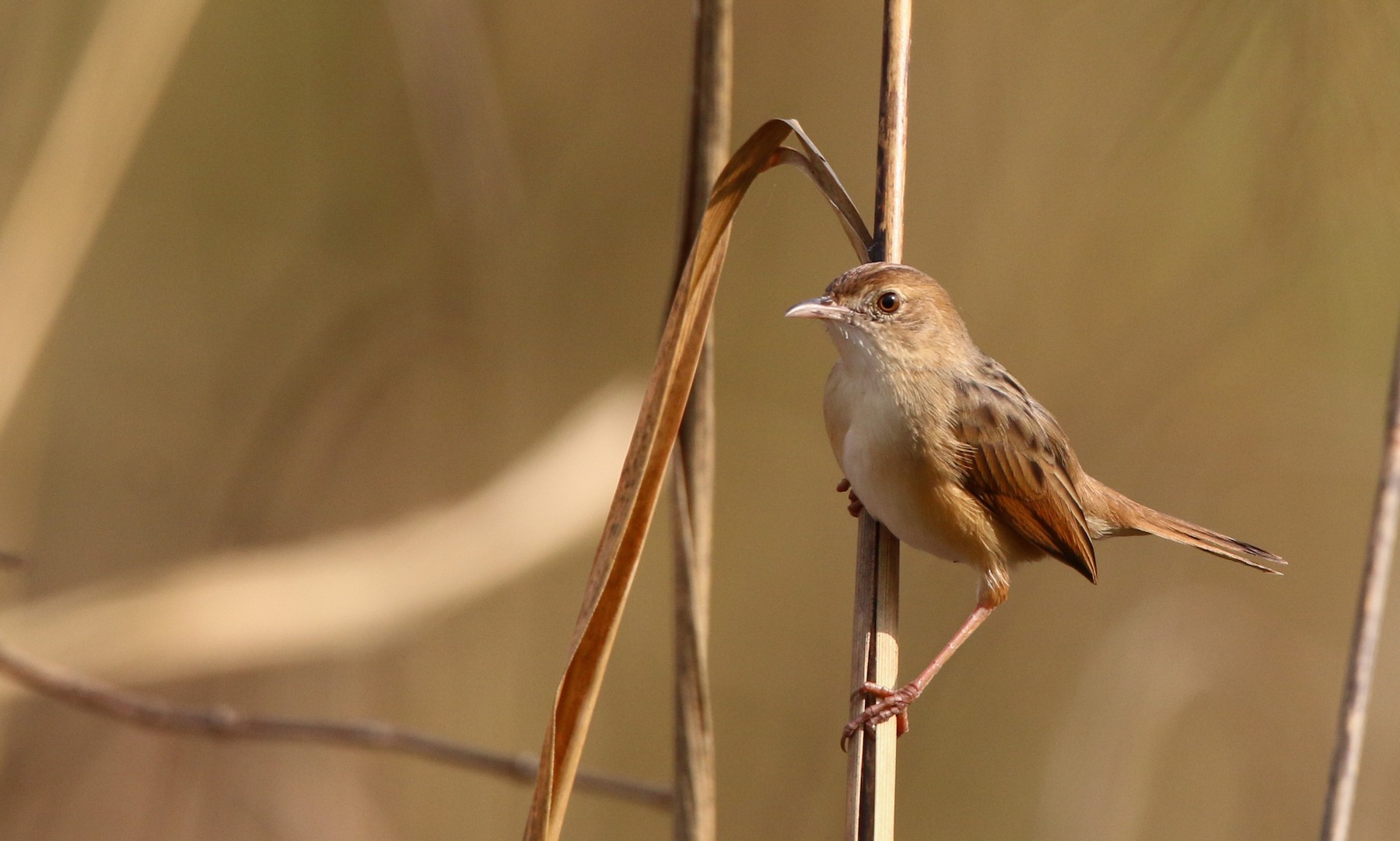 Siffling Cisticola - eBird