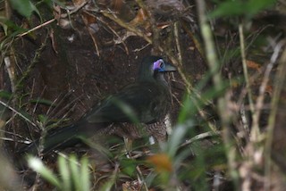 Sumatran Ground-Cuckoo - Carpococcyx viridis - Birds of the World