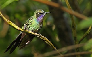 Purple-throated Sunangel - Heliangelus viola - Birds of the World