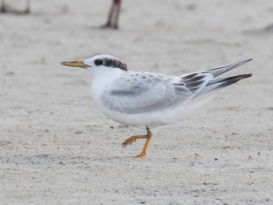 Sandwich Tern - eBird