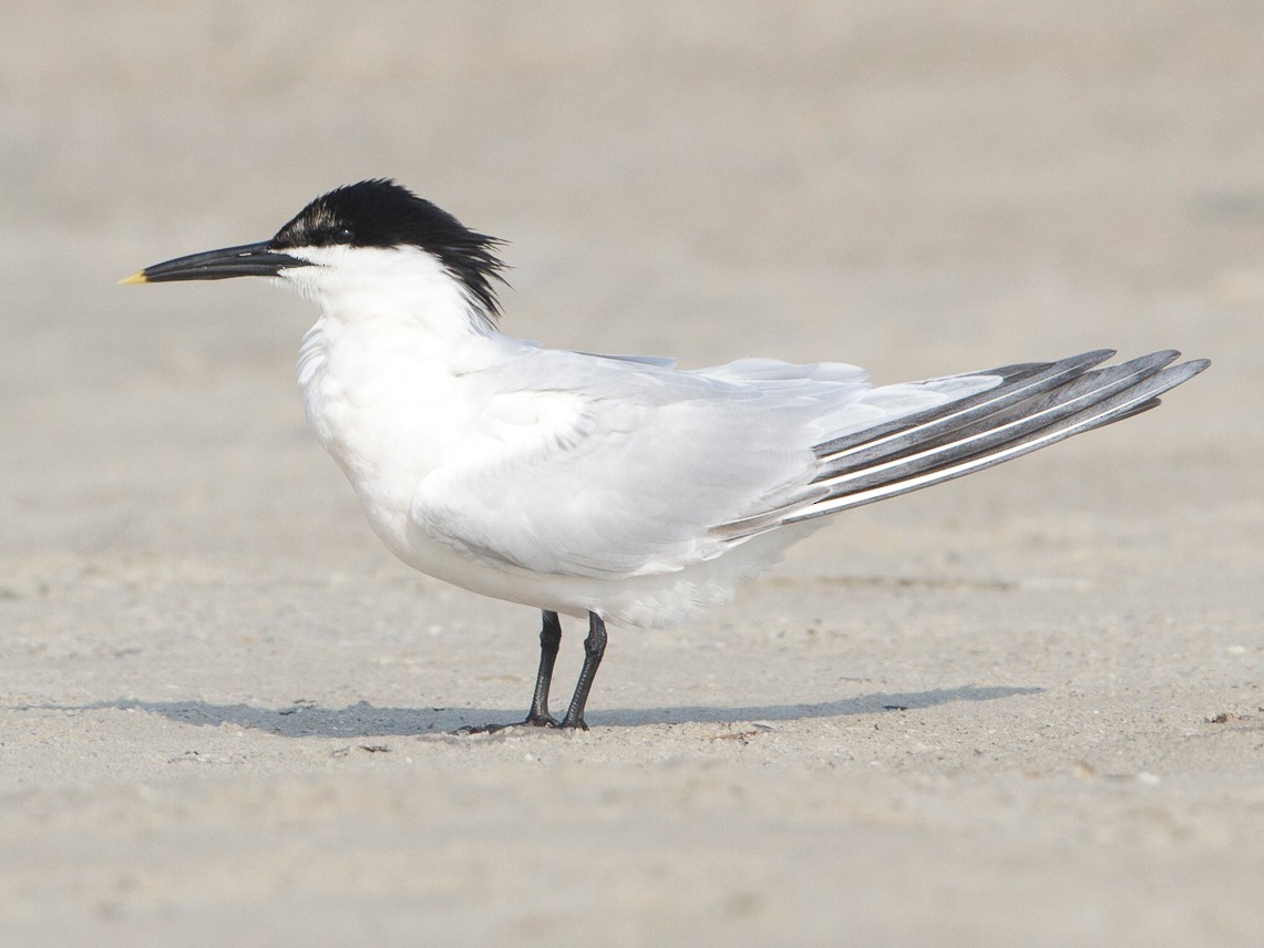Sandwich Tern - eBird