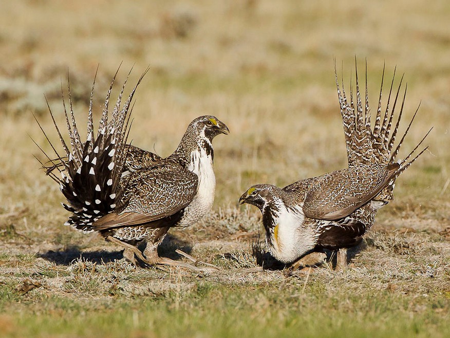 Greater Sage-Grouse - eBird