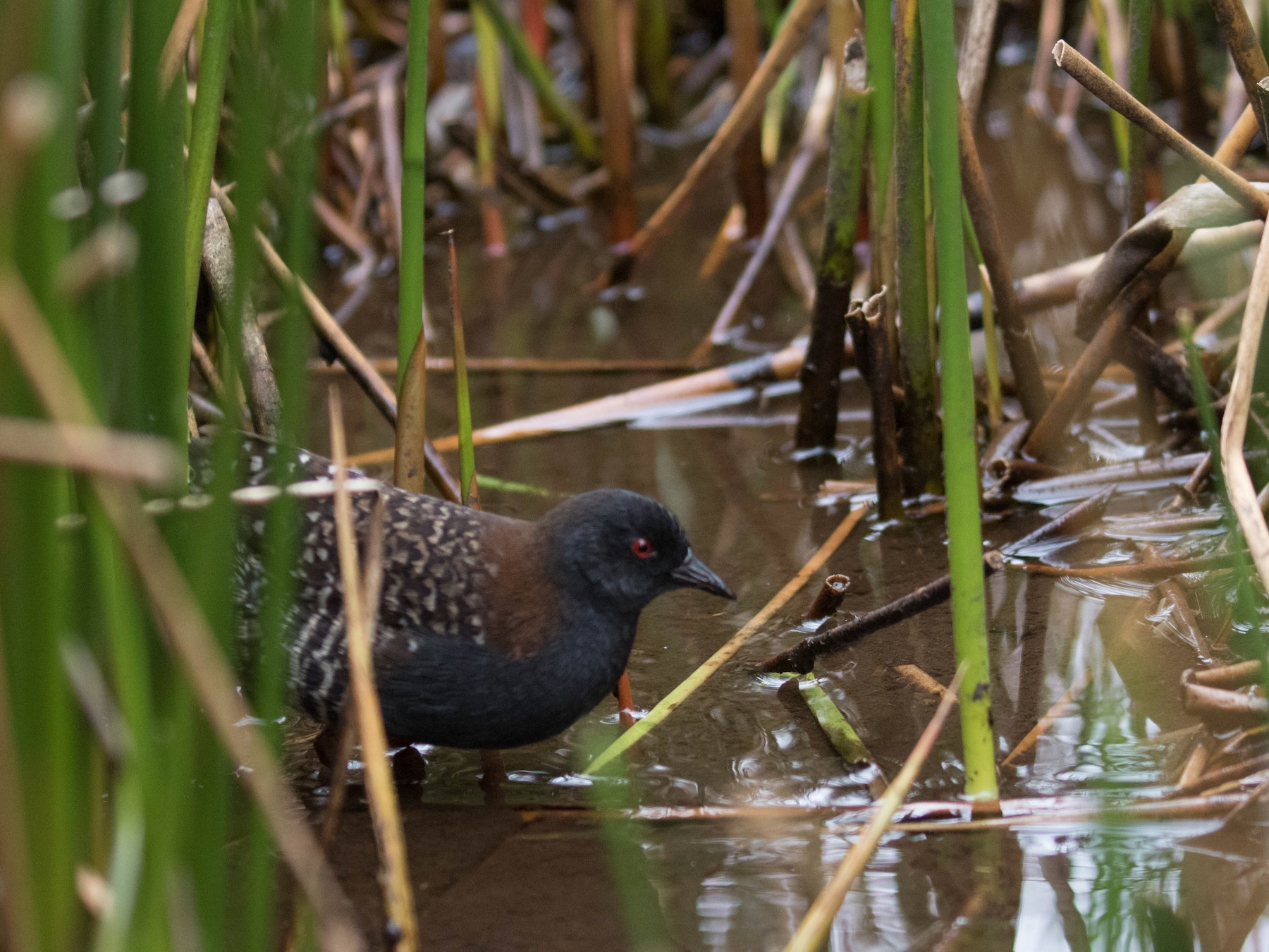 Black Rail - eBird