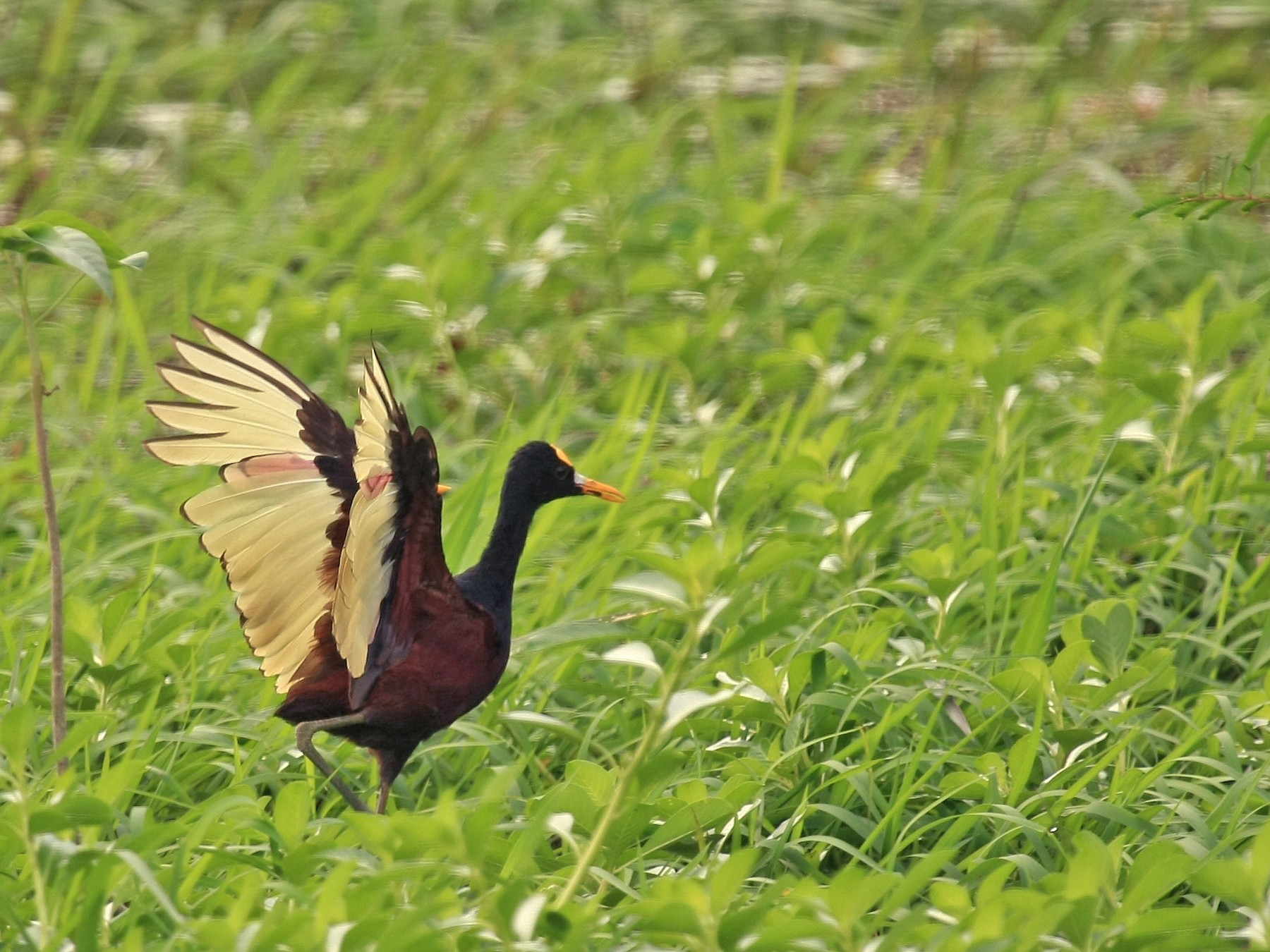 Northern Jacana - eBird