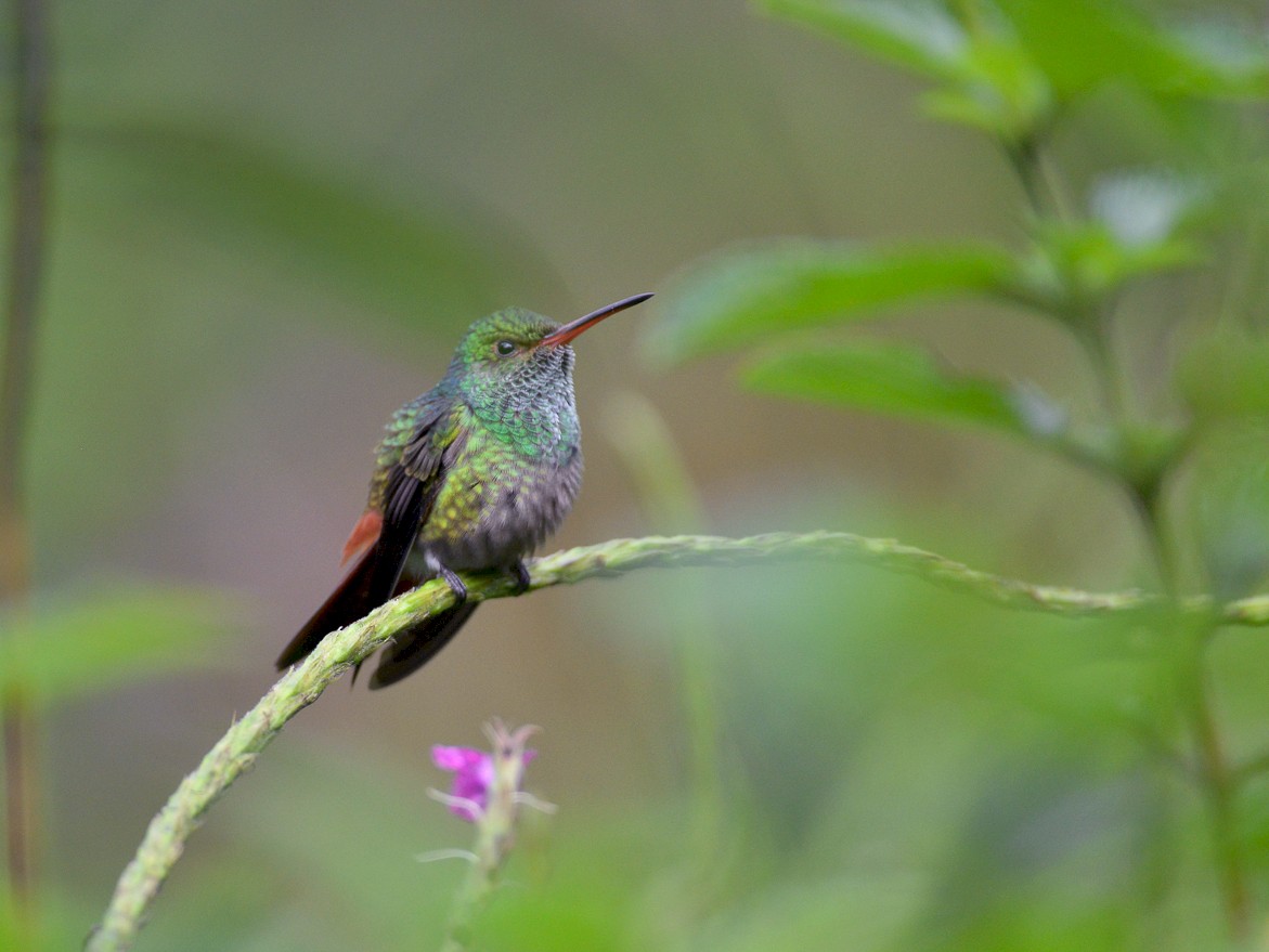 Rufous-tailed Hummingbird - eBird
