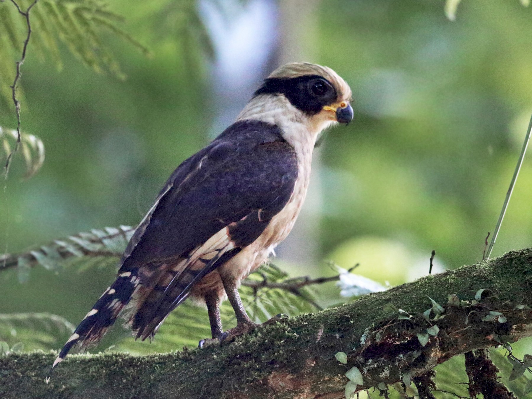 Laughing Falcon - eBird