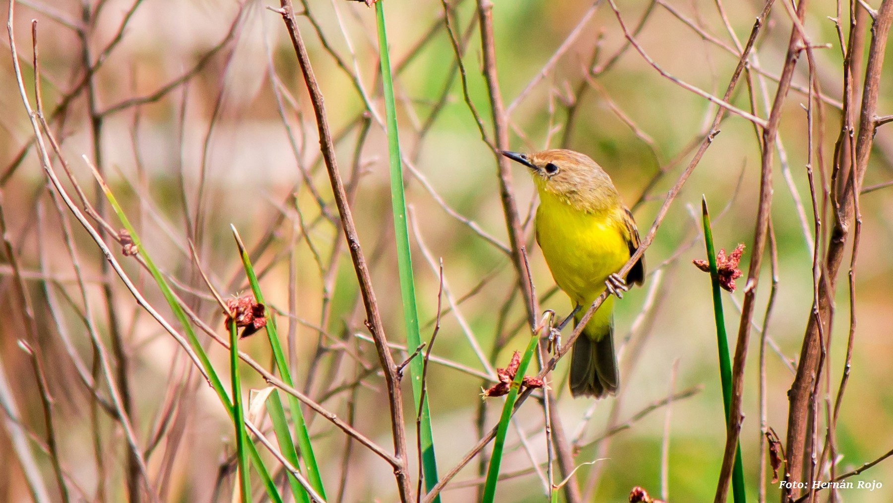 Dinelli's Doradito - eBird
