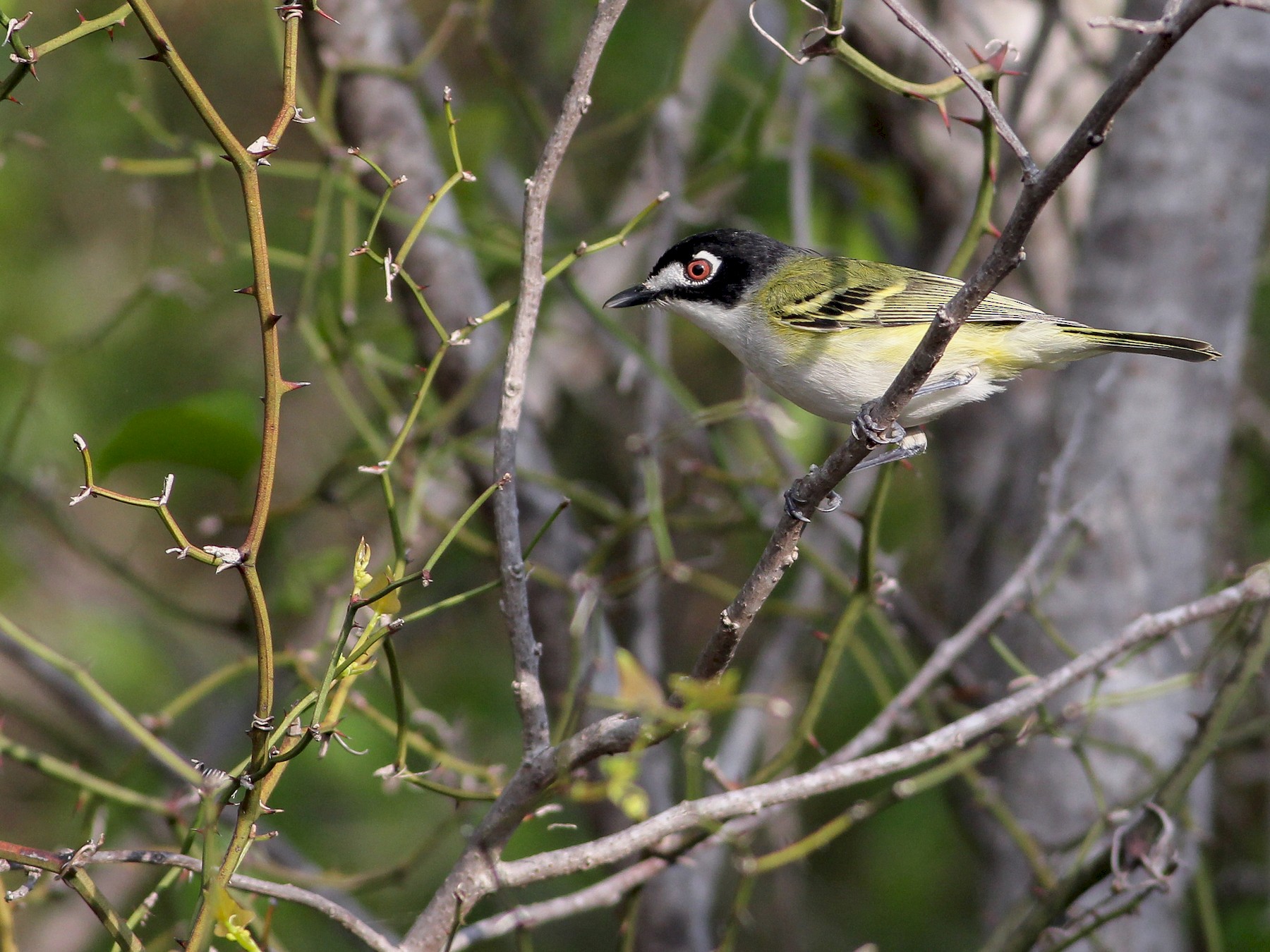 Black-capped Vireo - eBird