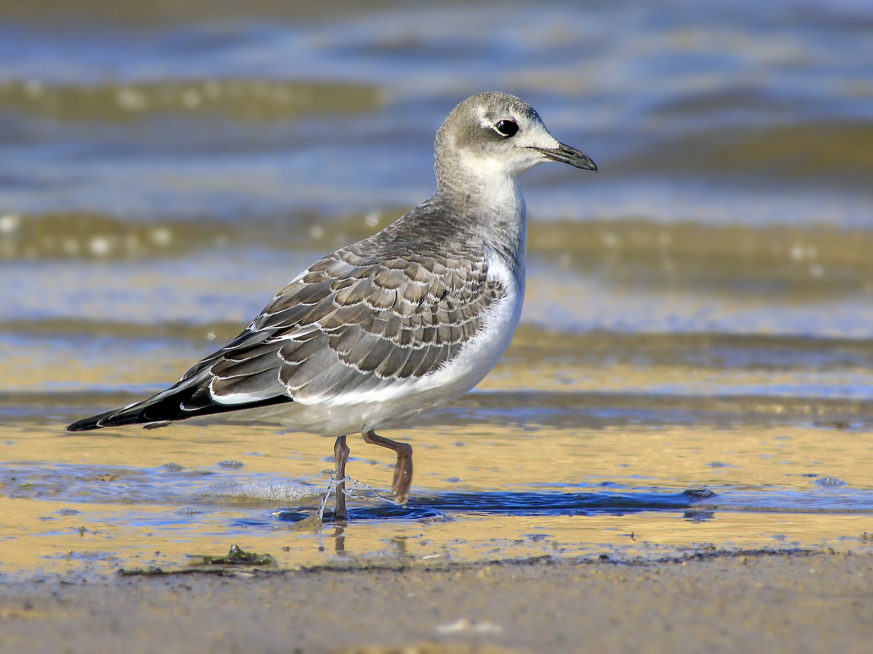 Sabine's Gull - eBird