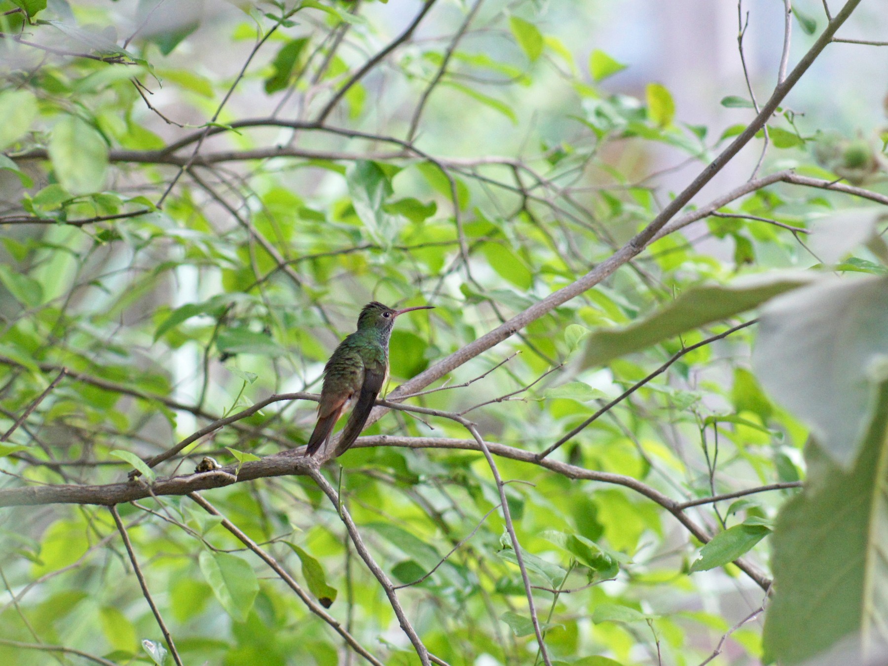 Buff-bellied Hummingbird - eBird