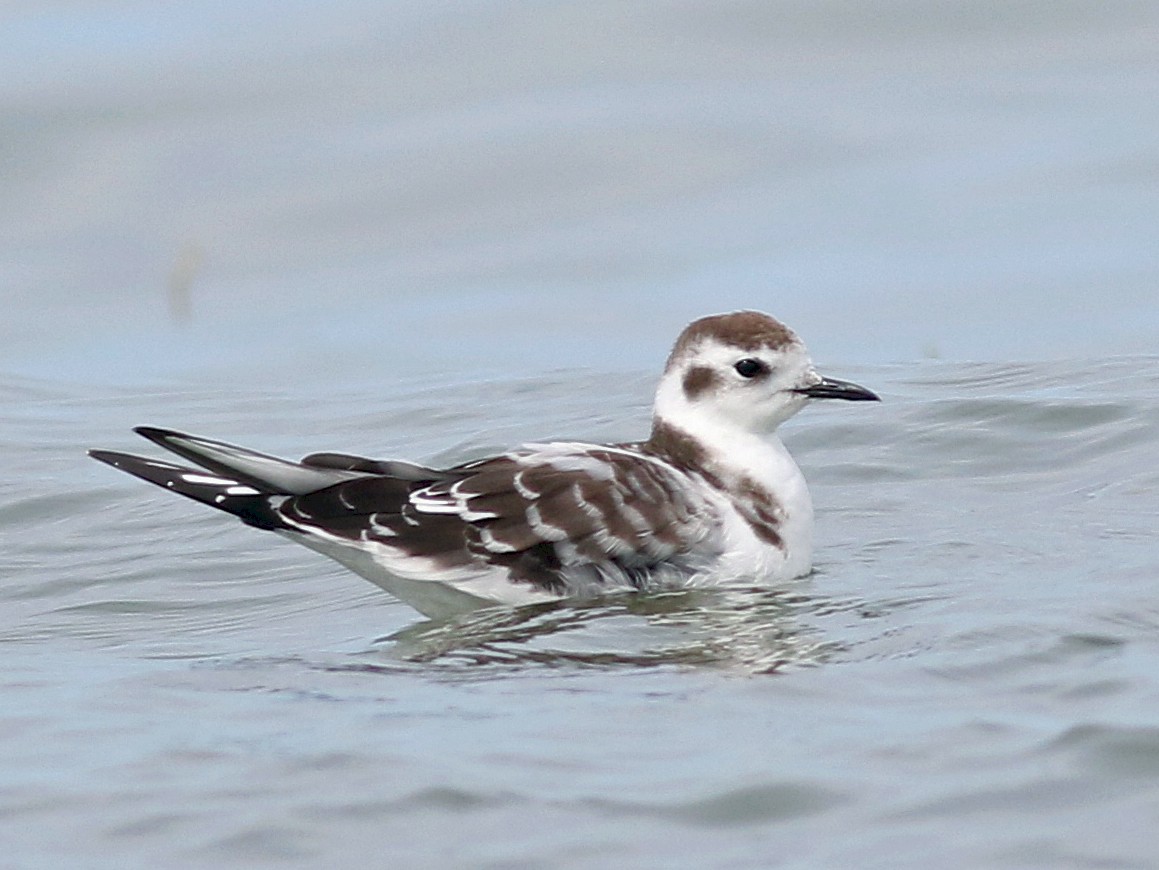 Little Gull - Maryland-DC Breeding Bird Atlas
