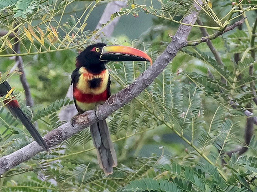 Fiery-billed Aracari - eBird